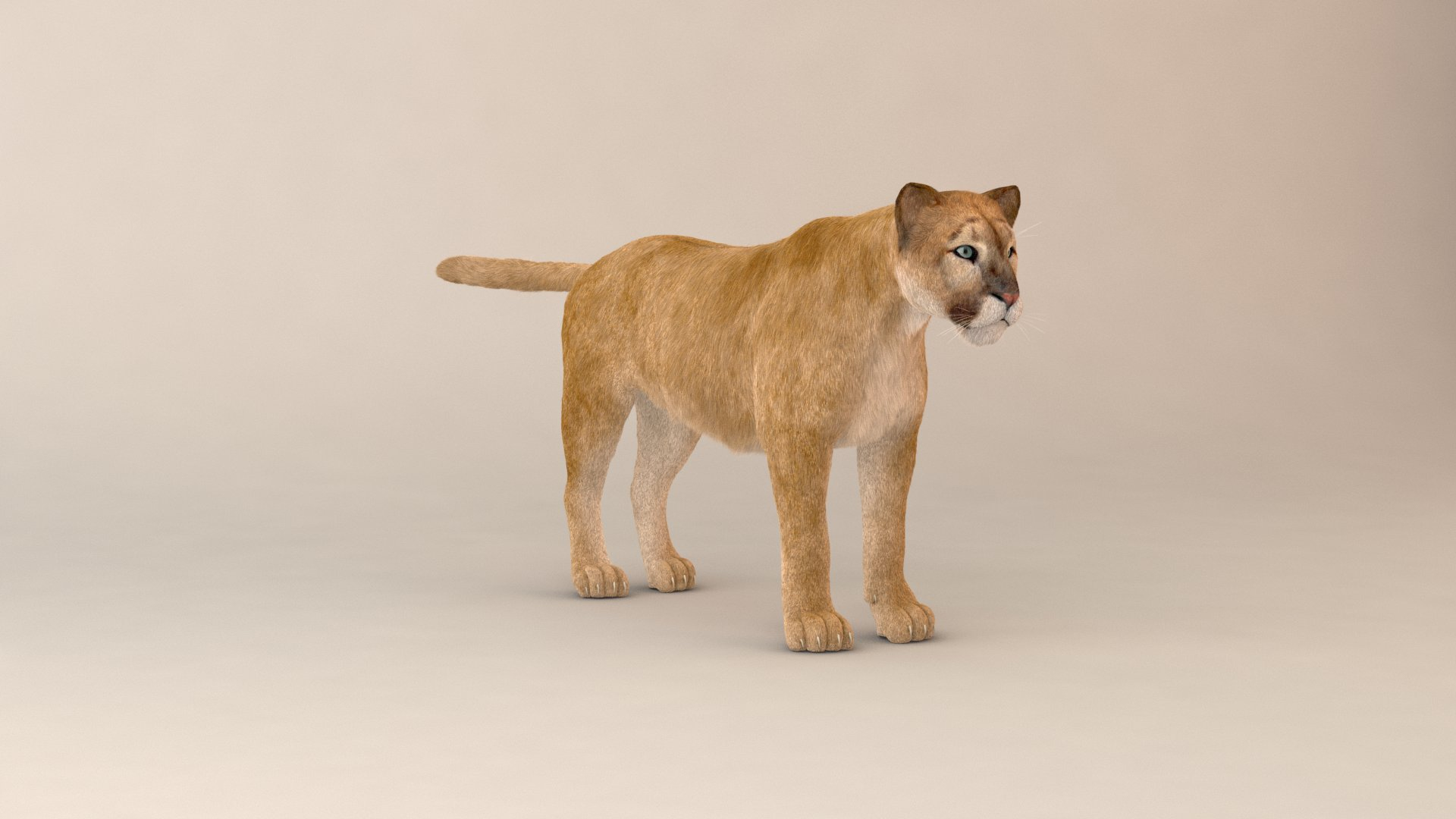 3D Vary Fur Puma - TurboSquid 1438142