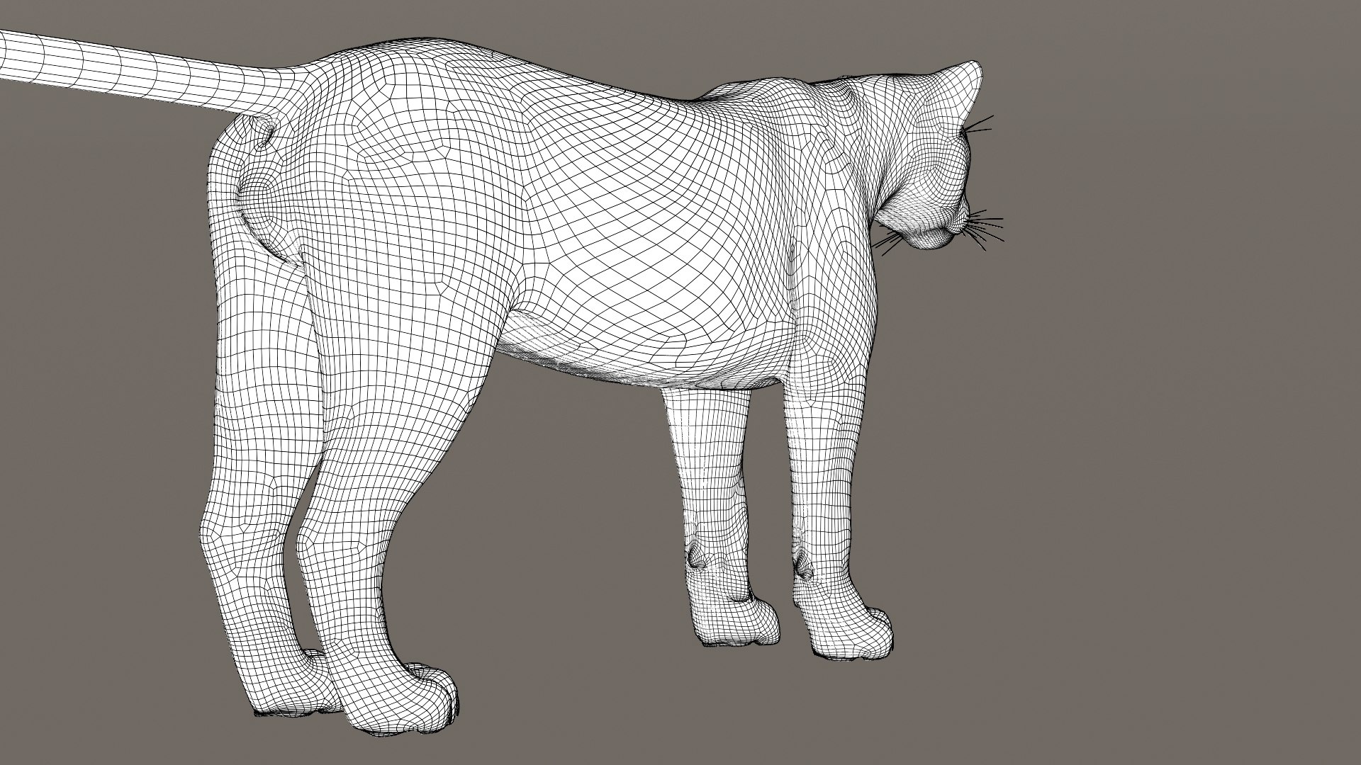 3D Vary Fur Puma - TurboSquid 1438142