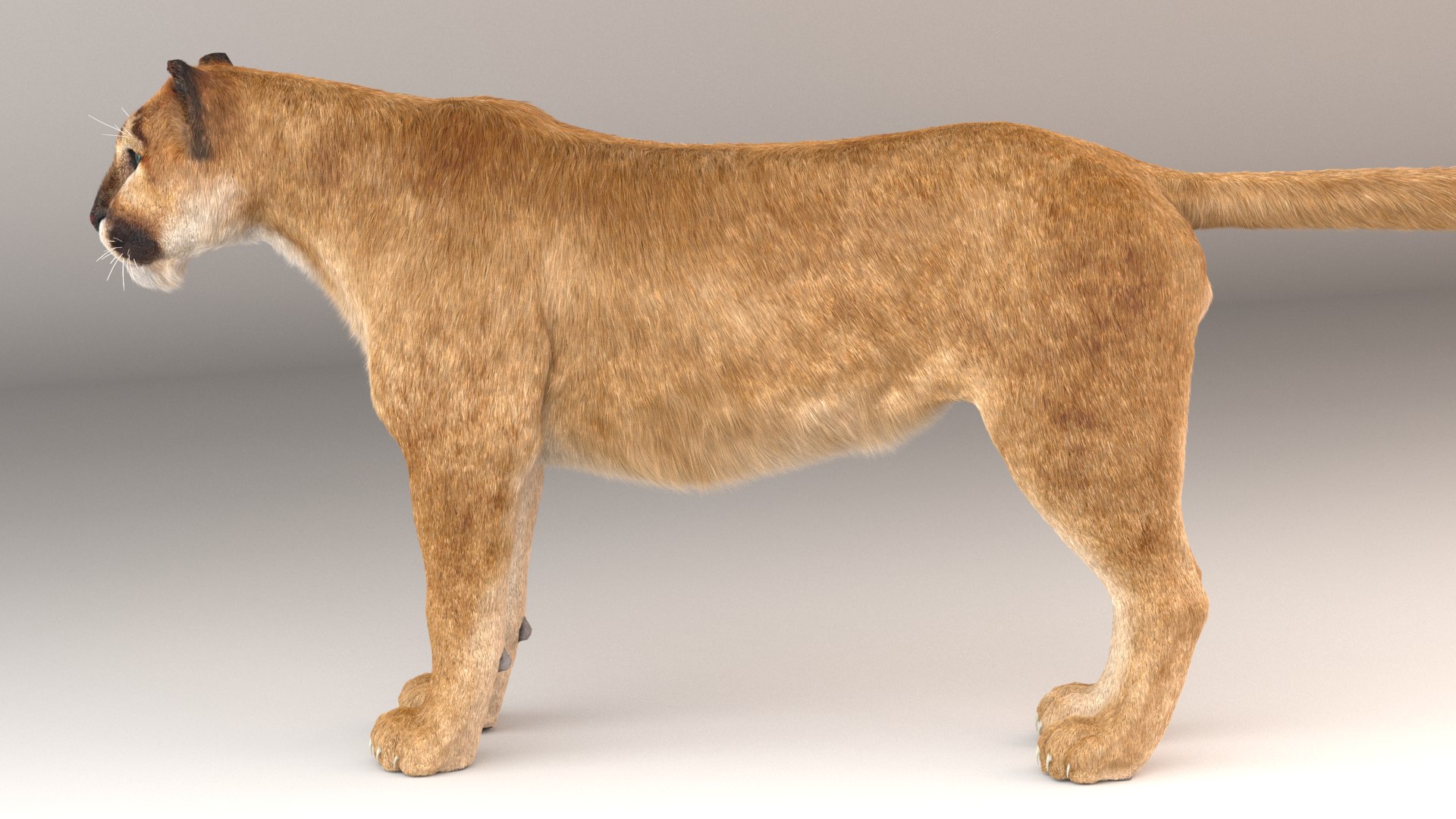 3D Vary Fur Puma - TurboSquid 1438142