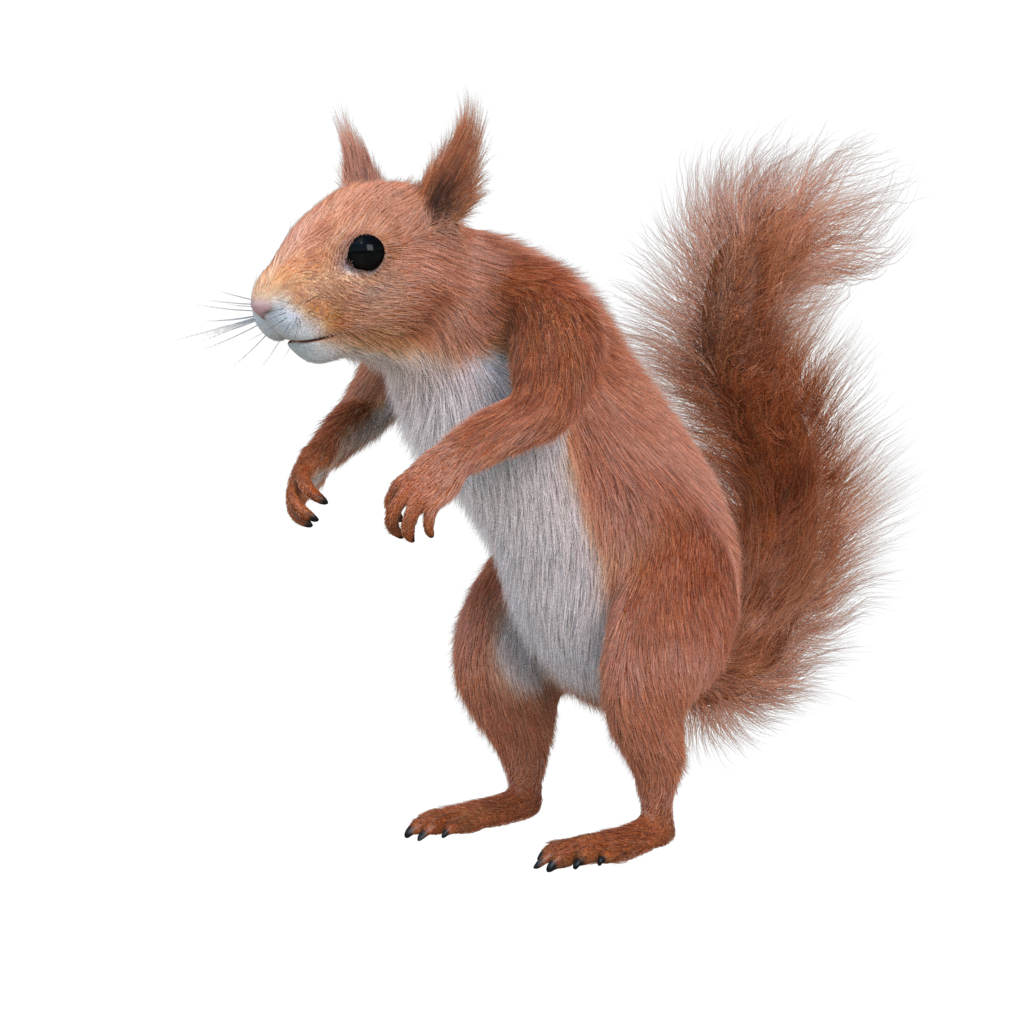 3d model red squirrel