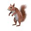 3d Model Red Squirrel