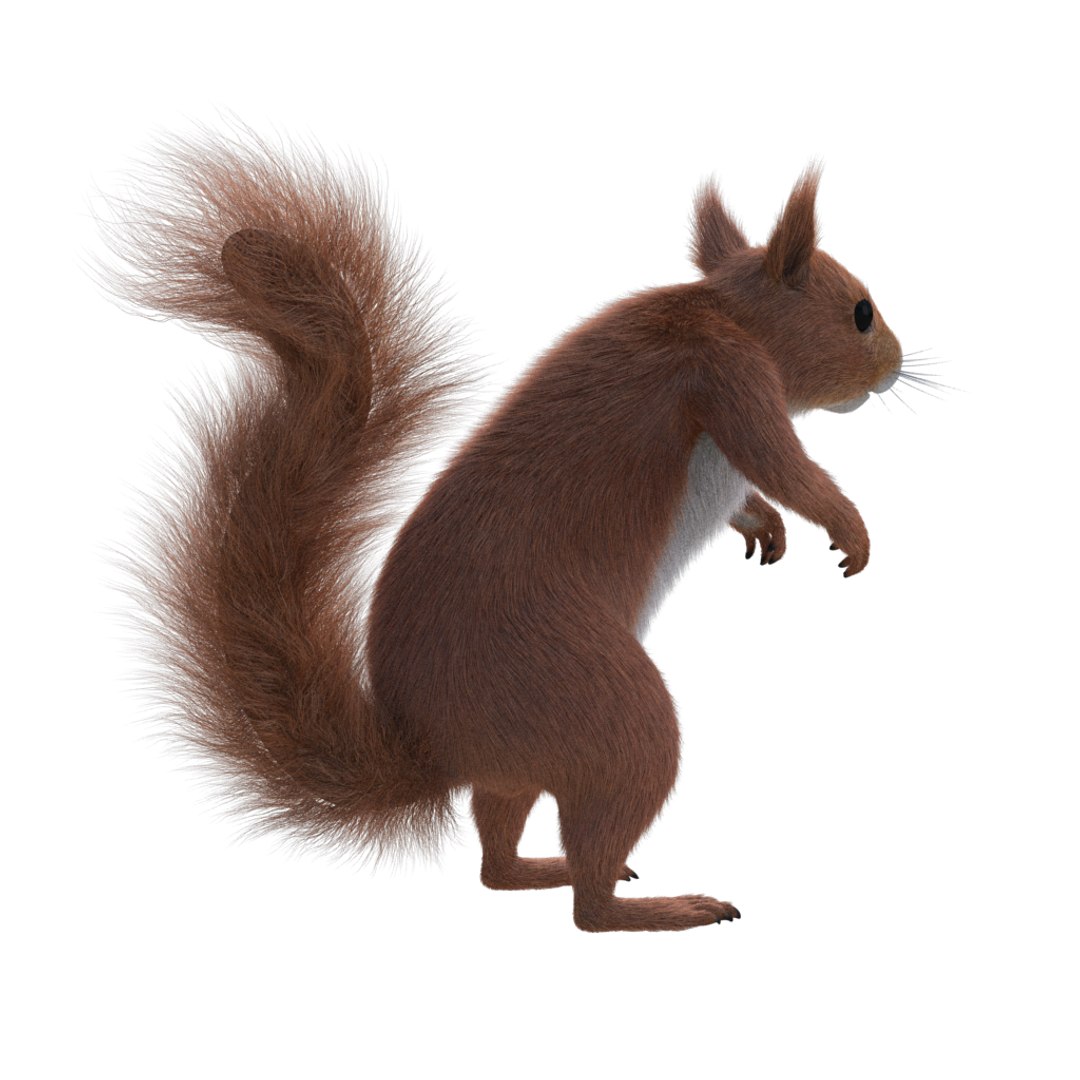 3d Model Red Squirrel