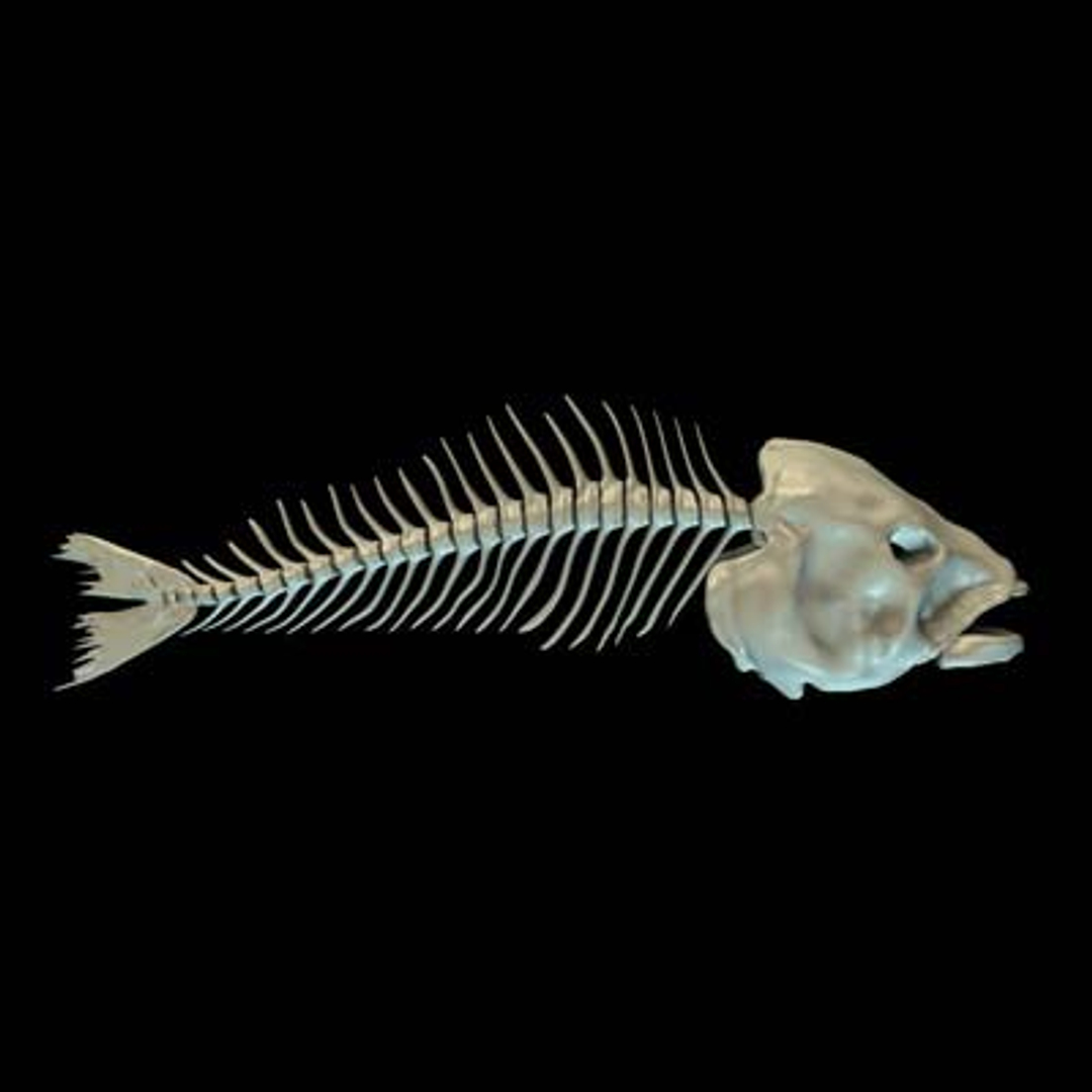 fish bone 3d model