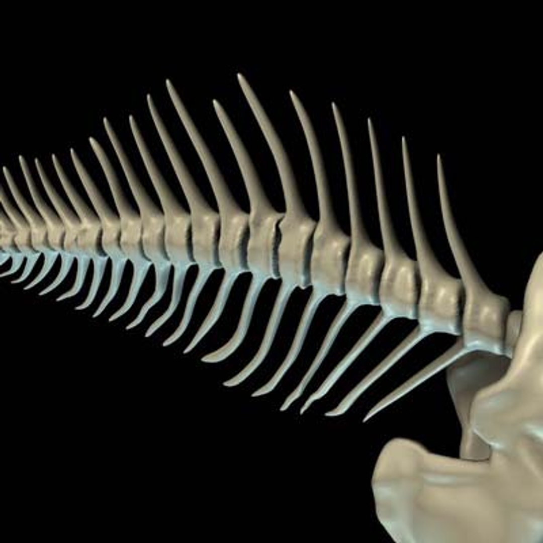 Fish Bone 3d Model