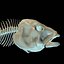 Fish Bone 3d Model