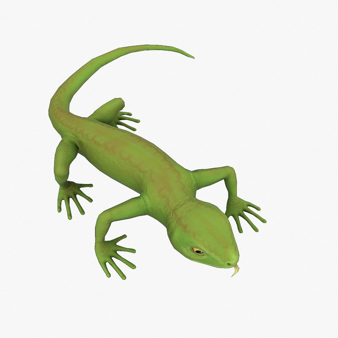 Lizard Rigging 3D Model - TurboSquid 1853588