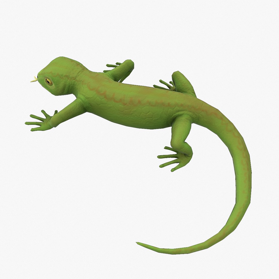 Lizard Rigging 3D Model - TurboSquid 1853588