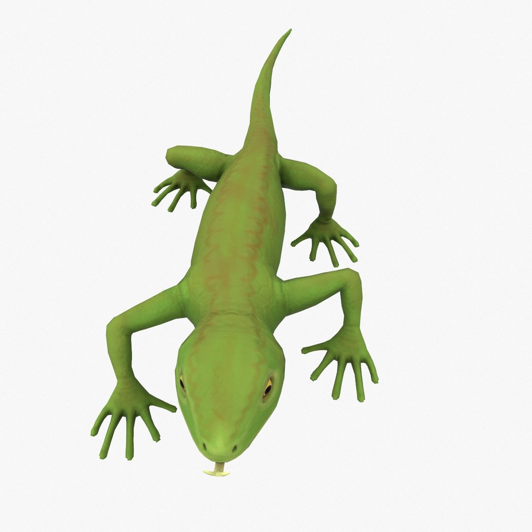 Lizard Rigging 3D Model - TurboSquid 1853588