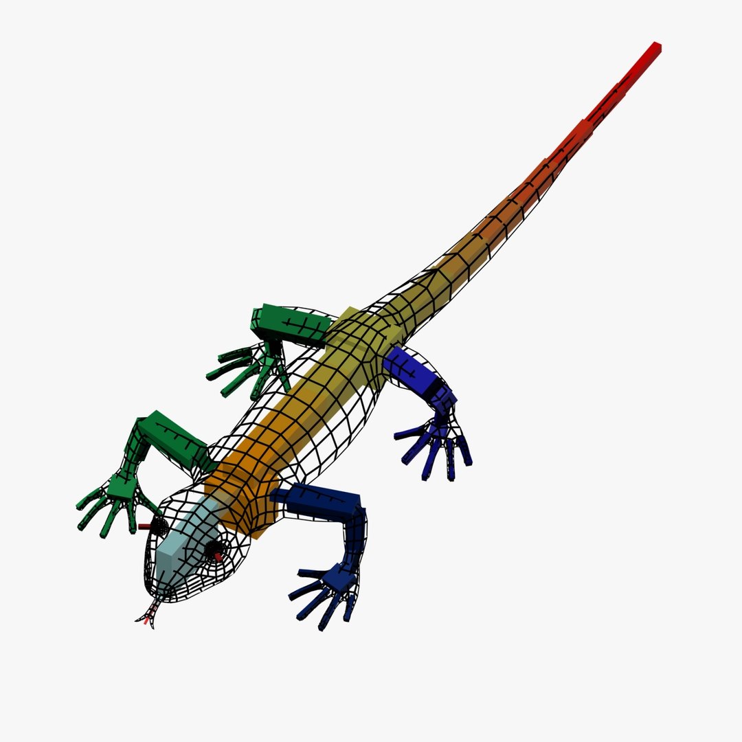 Lizard Rigging 3D Model - TurboSquid 1853588