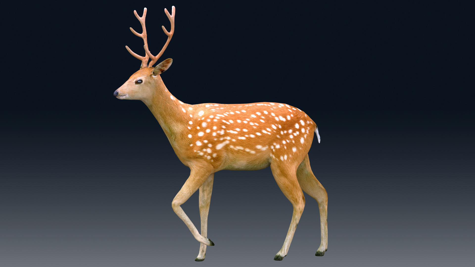 Deer Rigged 3D Model - TurboSquid 2025161