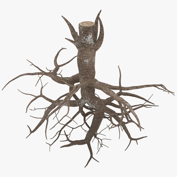 Tree Root 3D Models for Download | TurboSquid