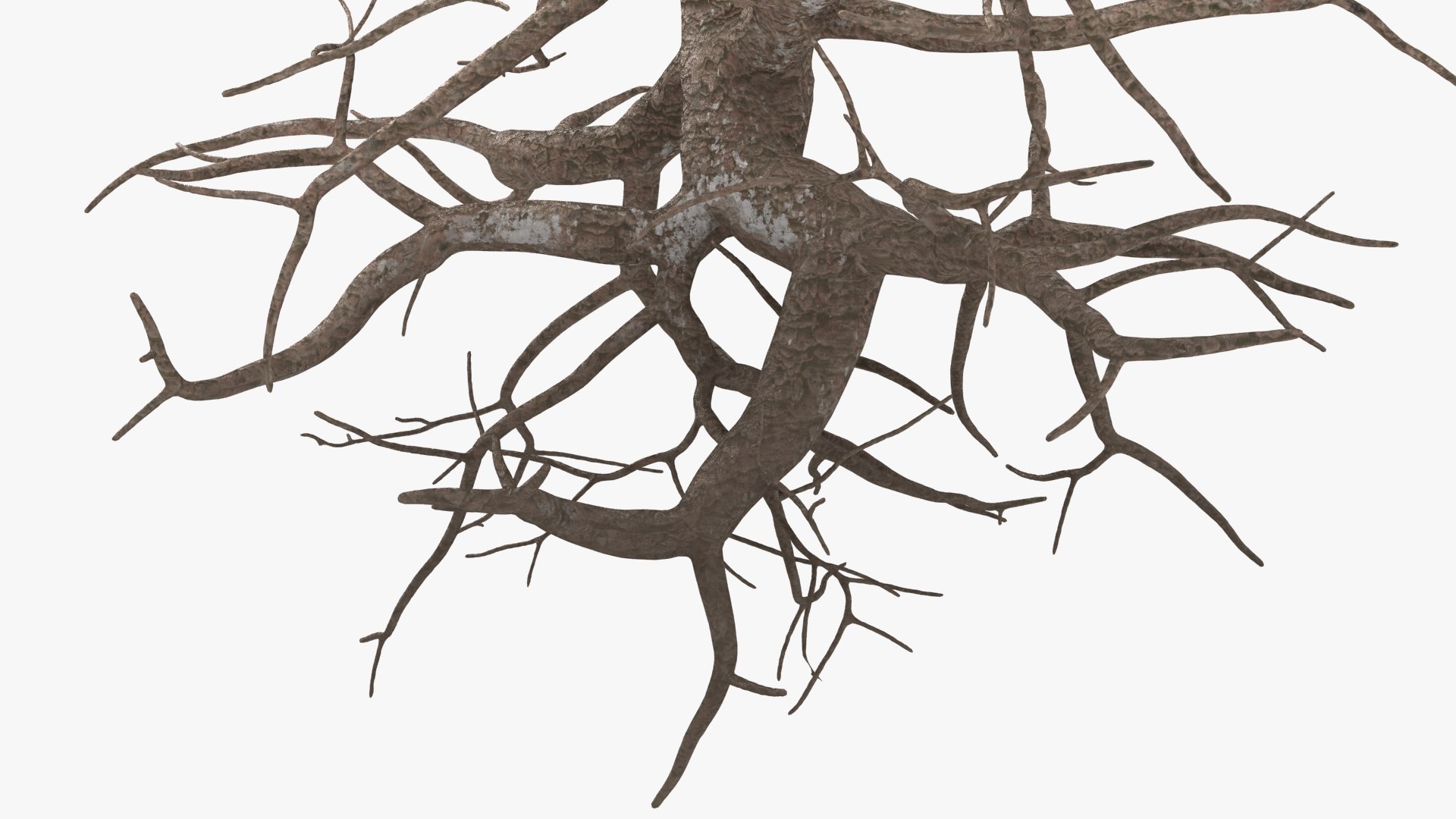 Tree Root 02 3D model - TurboSquid 2148431