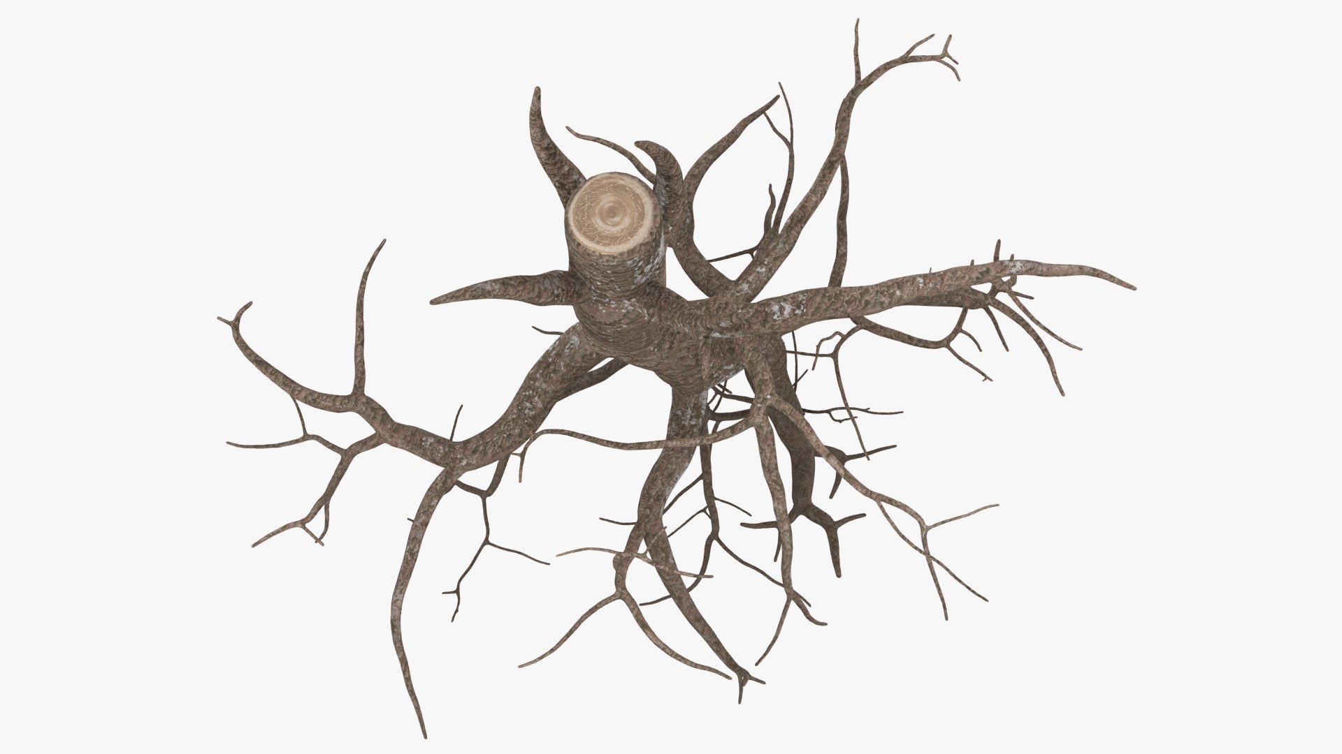 Tree Root 02 3D model - TurboSquid 2148431