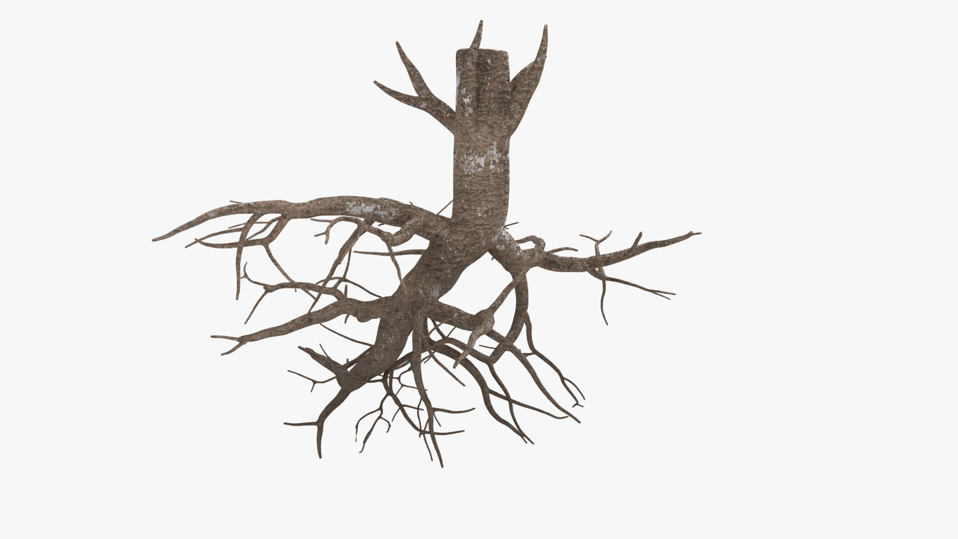 Tree Root 02 3D model - TurboSquid 2148431