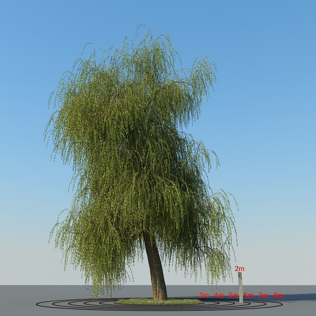 3d willow tree model