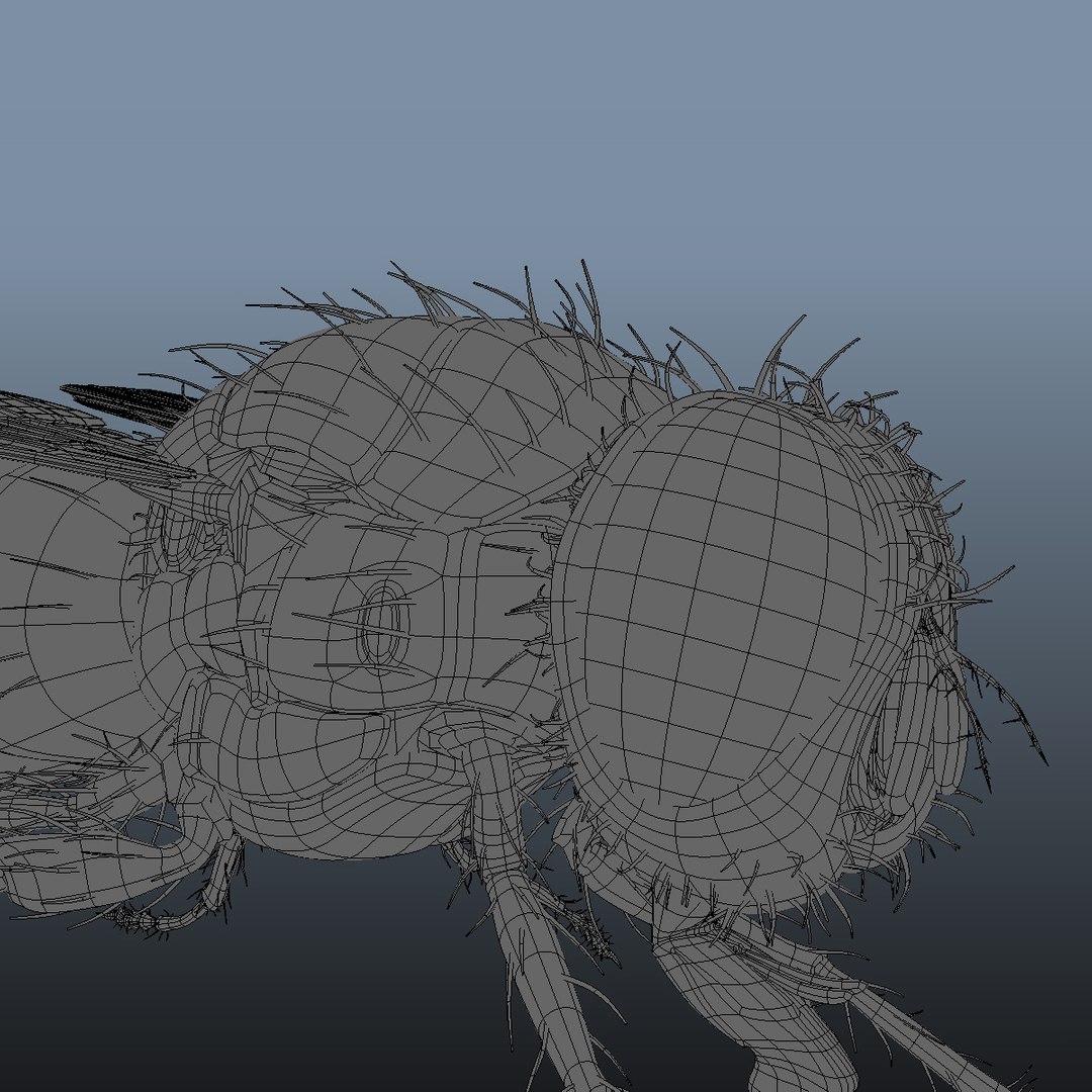 maya housefly animation