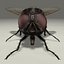 maya housefly animation