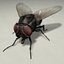 maya housefly animation