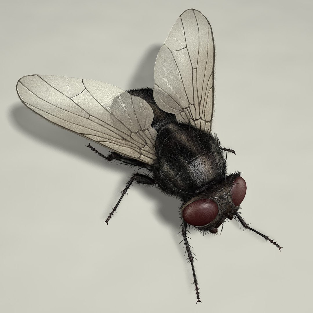 maya housefly animation