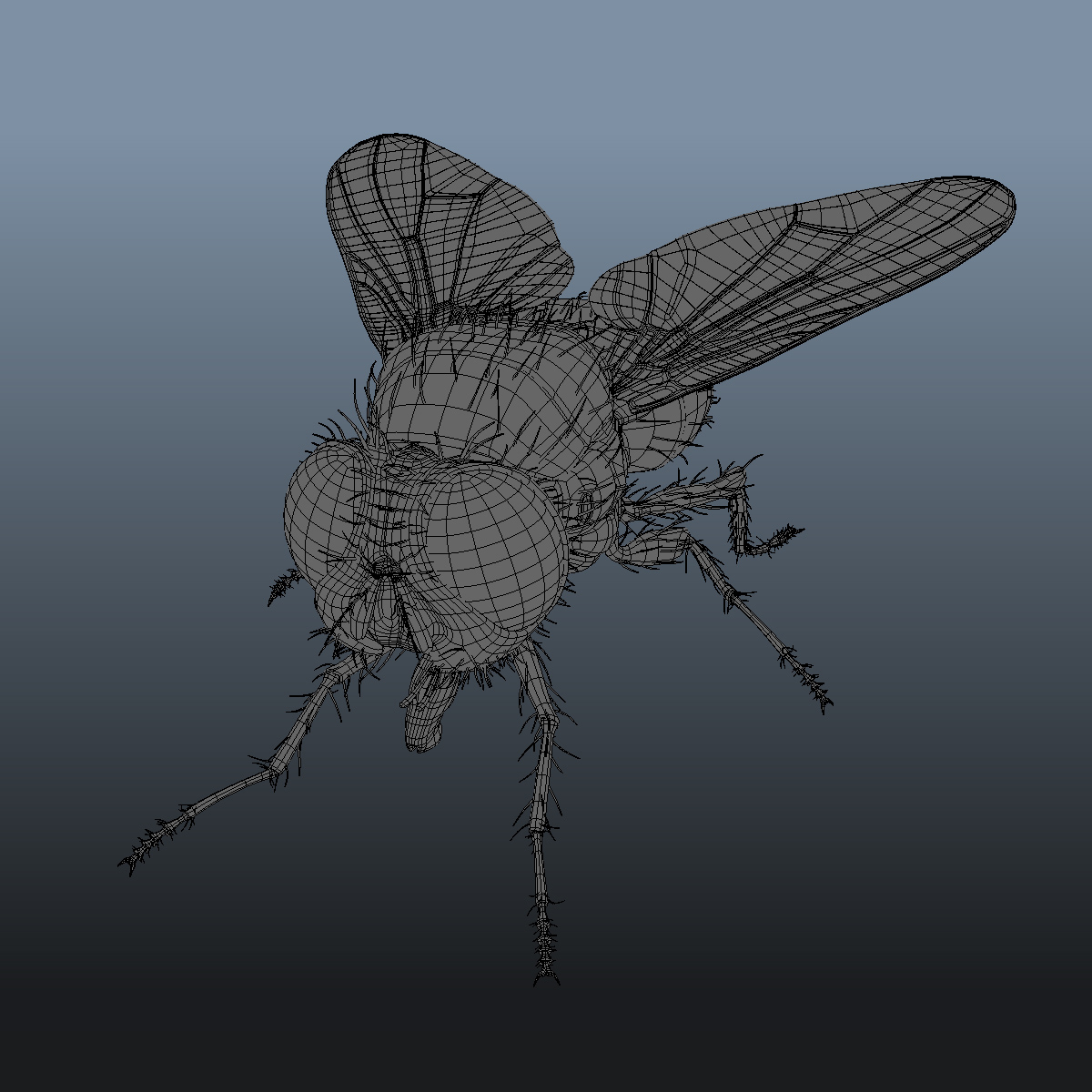 maya housefly animation