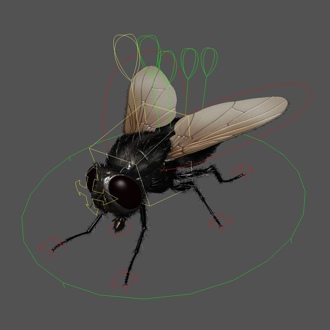 maya housefly animation