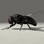 maya housefly animation