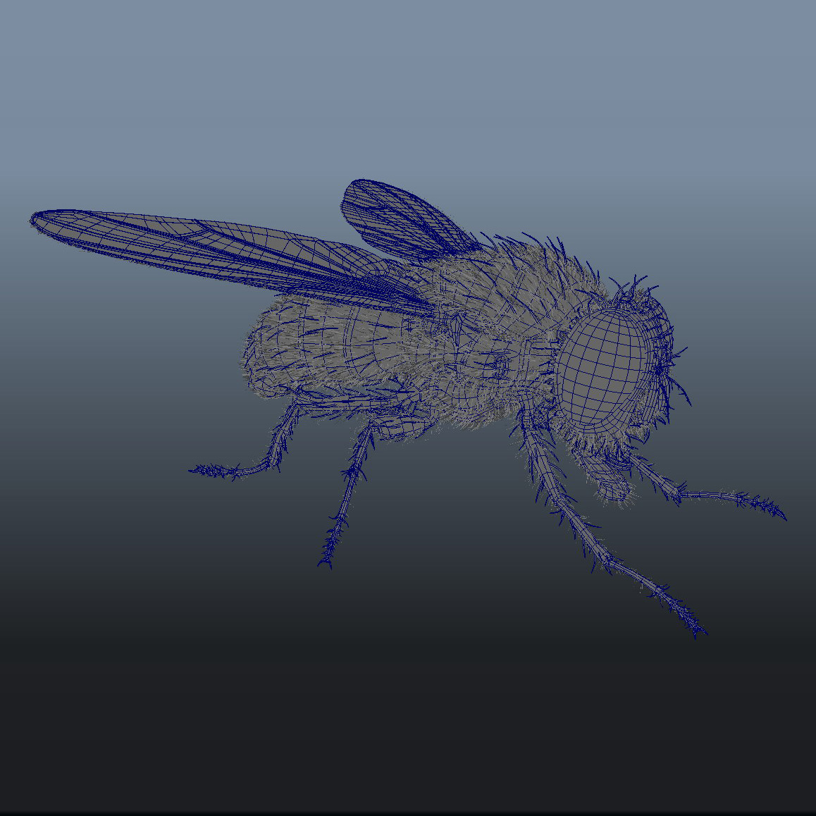 maya housefly animation