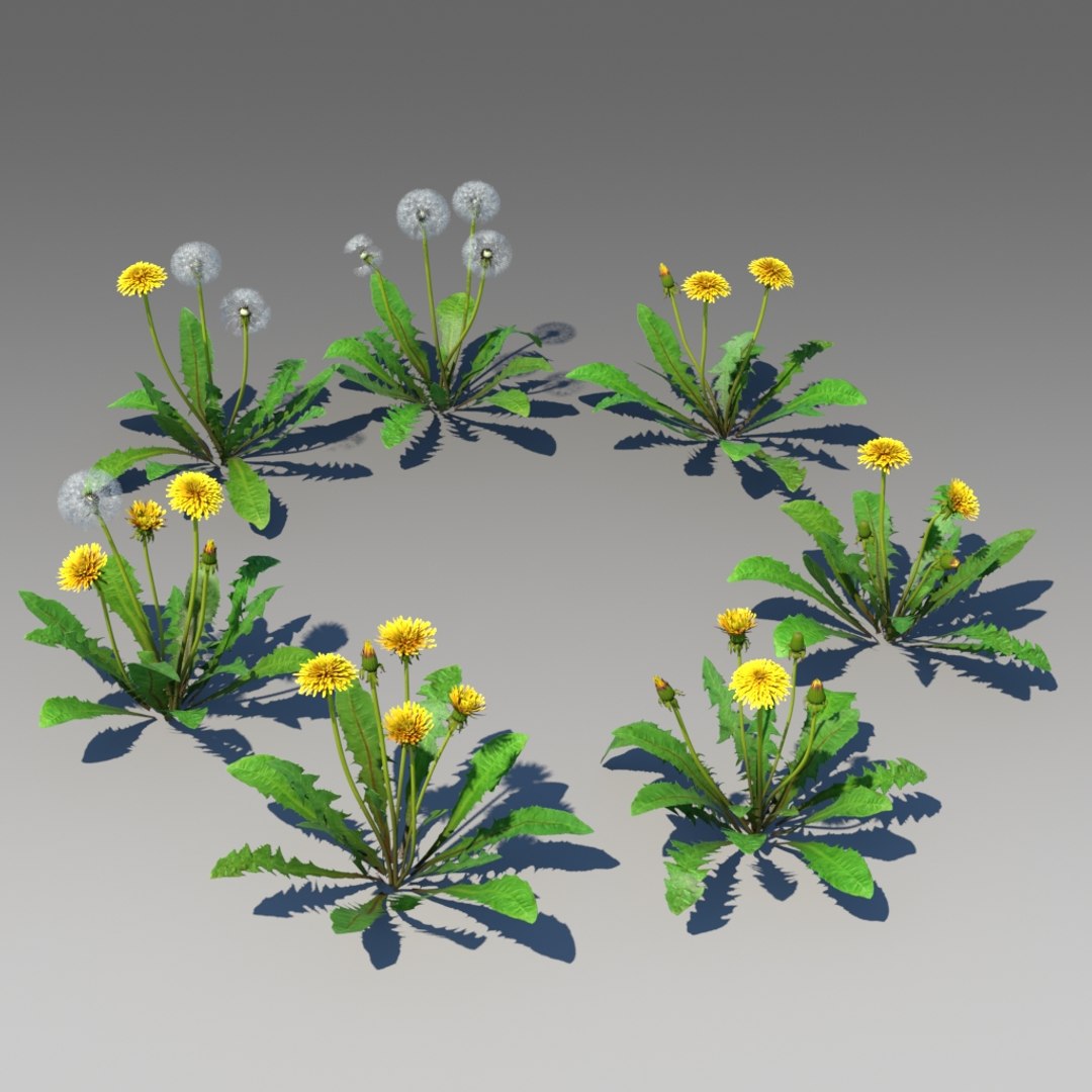 3d Dandelion