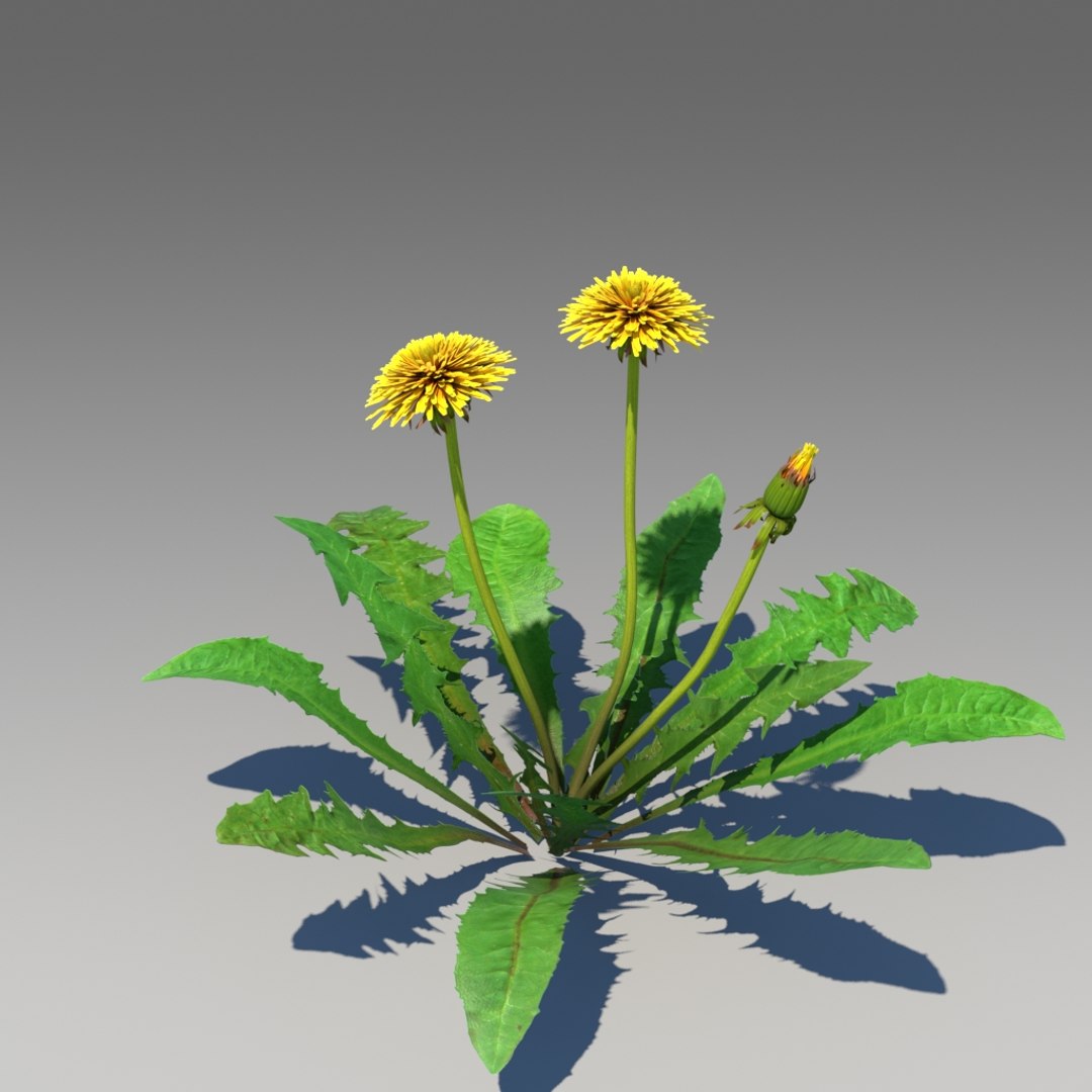3d Dandelion