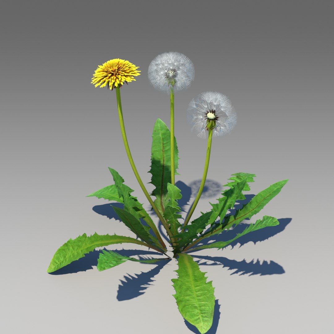 3d Dandelion 