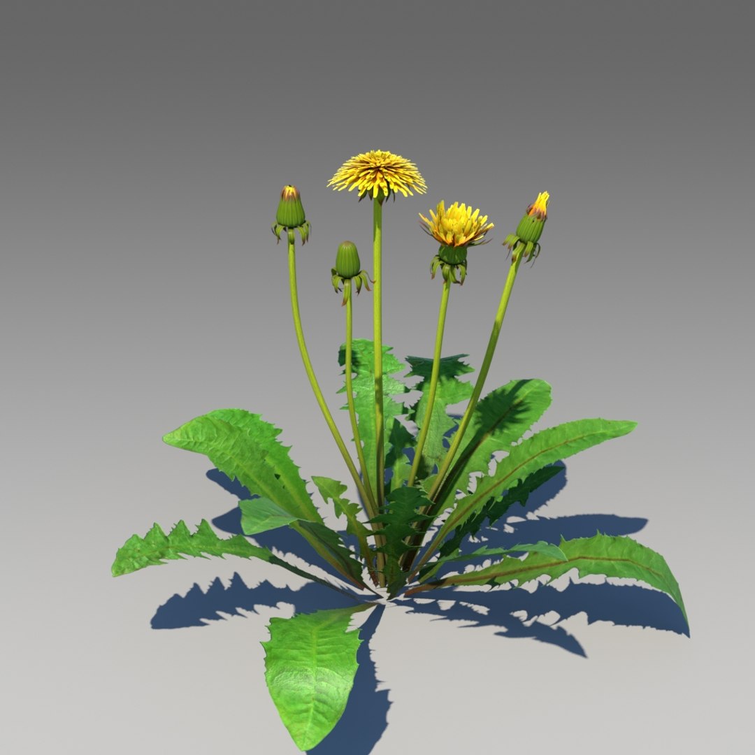 3d Dandelion