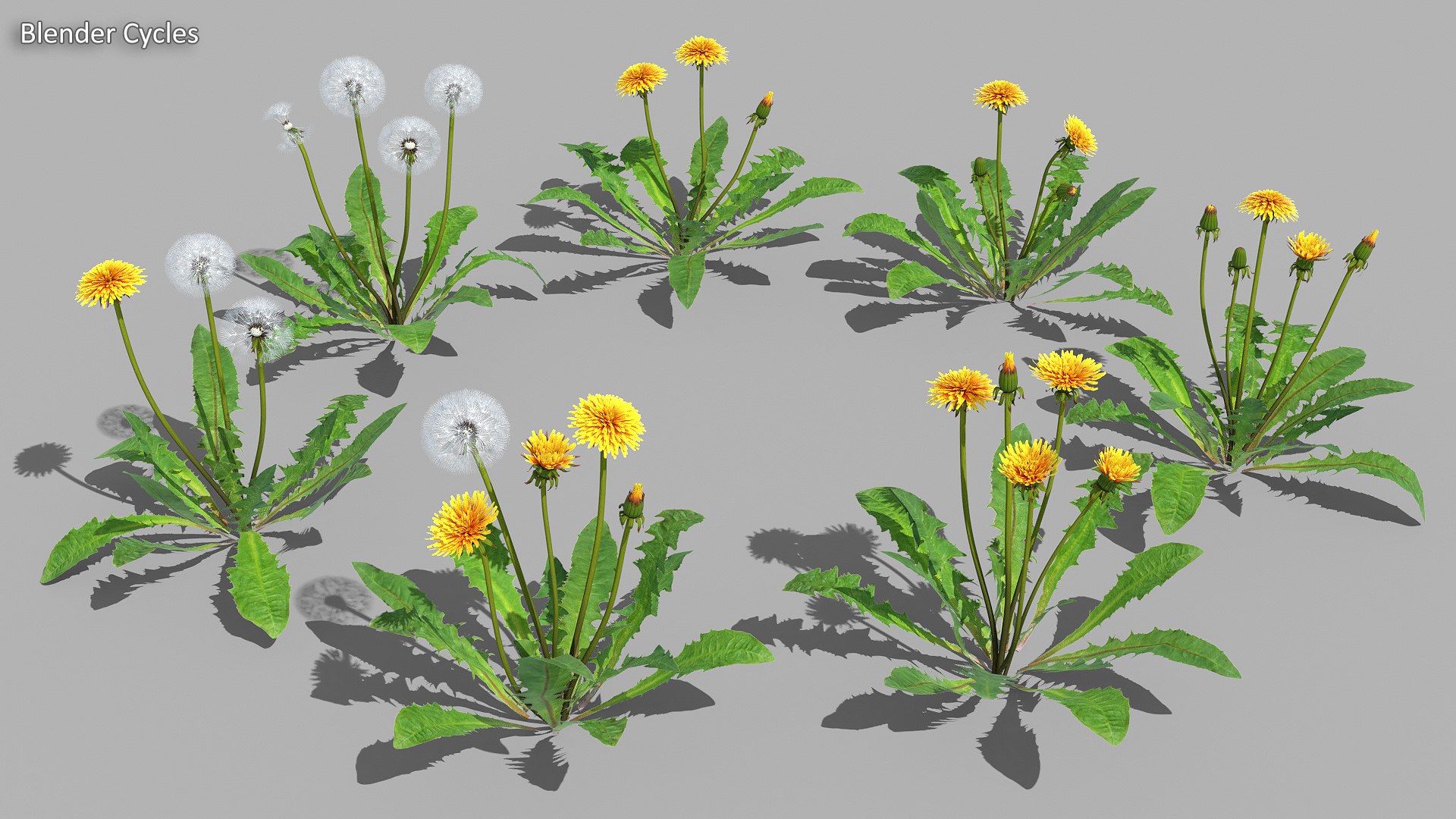 3d Dandelion