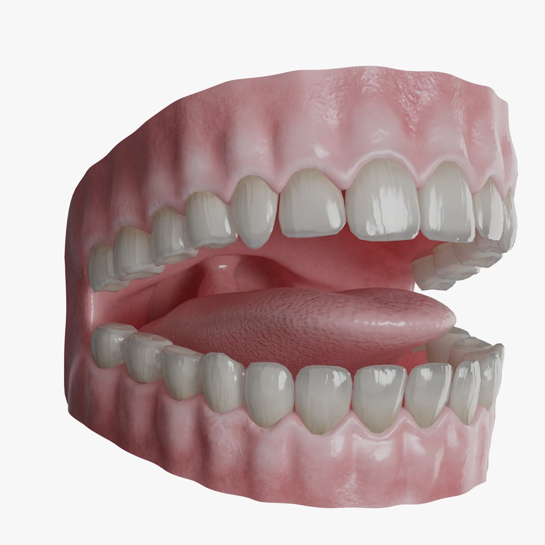 Human Teeth 3D - TurboSquid 2156466