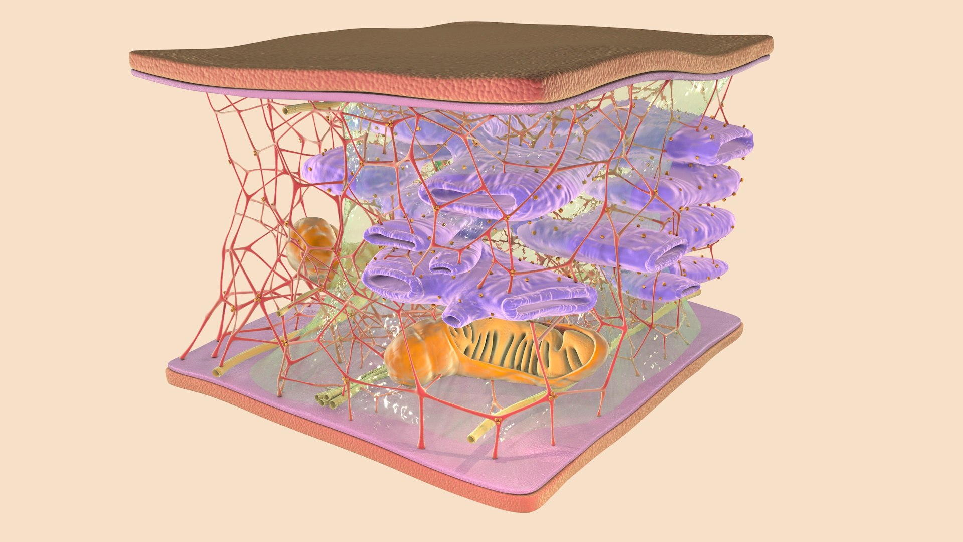 3D cytoskeleton cell - TurboSquid 1624164