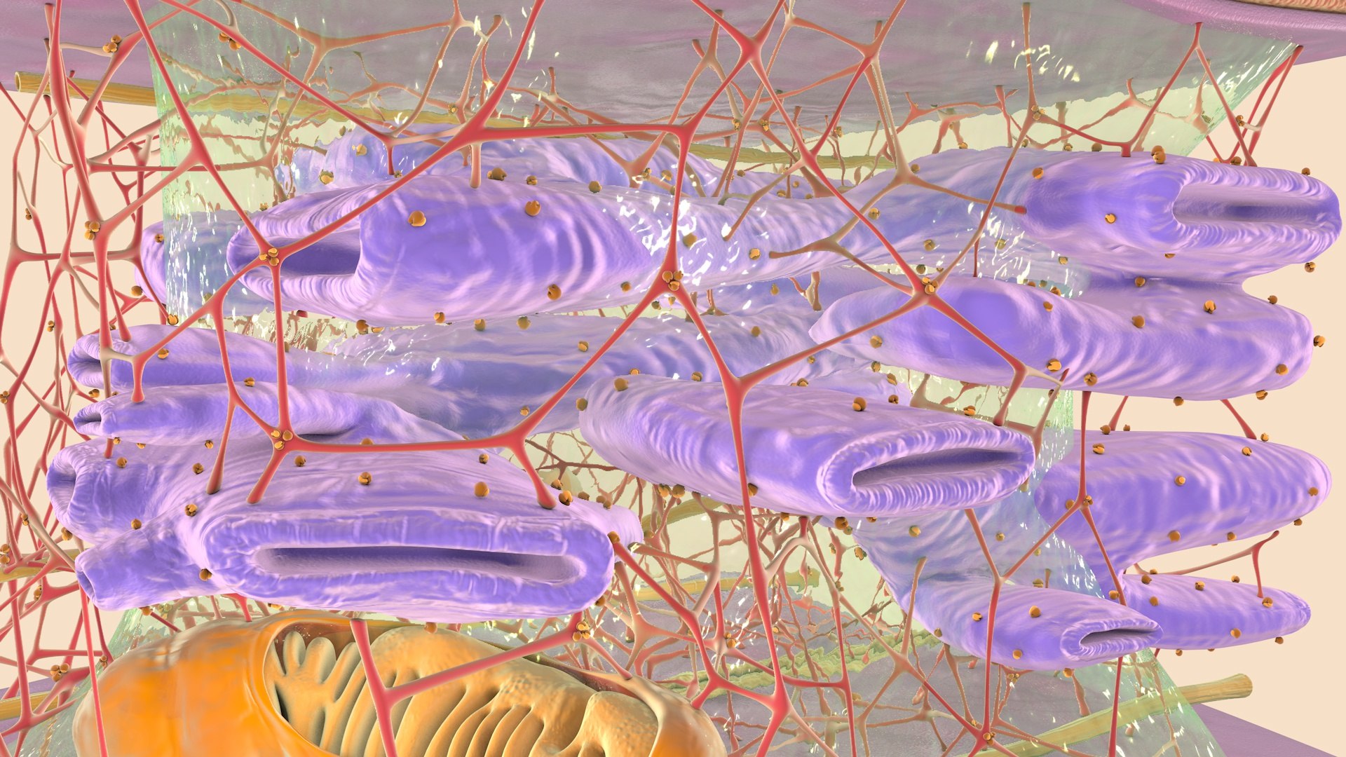 3D cytoskeleton cell - TurboSquid 1624164