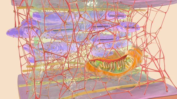 modelo 3d Citoesqueleto - TurboSquid 1624164