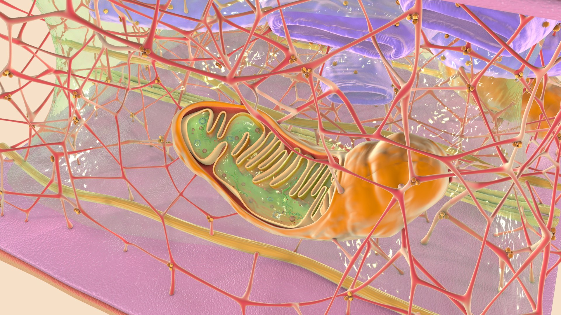 3D cytoskeleton cell - TurboSquid 1624164