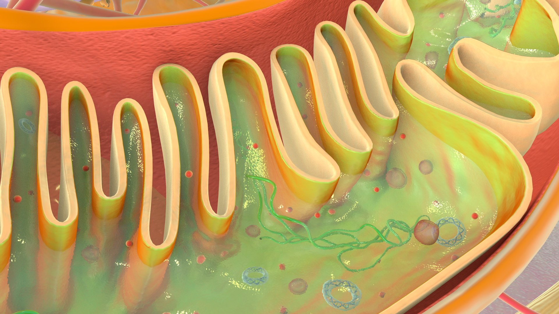 3D cytoskeleton cell - TurboSquid 1624164