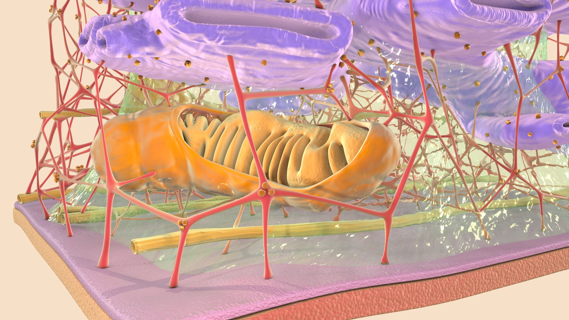 3D cytoskeleton cell - TurboSquid 1624164