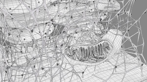 세포 골격 3D 모델 - TurboSquid 1624164