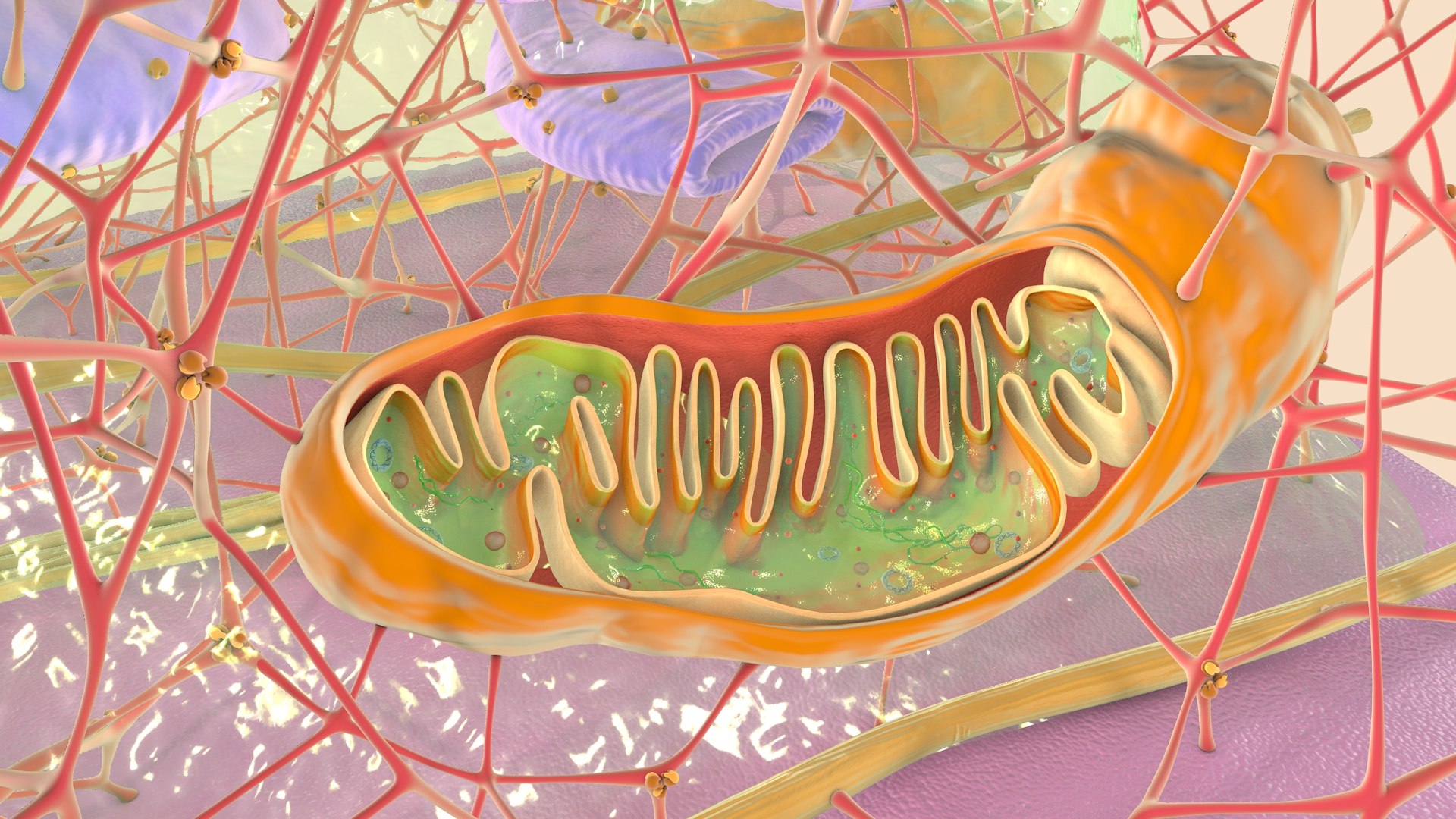 3D cytoskeleton cell - TurboSquid 1624164