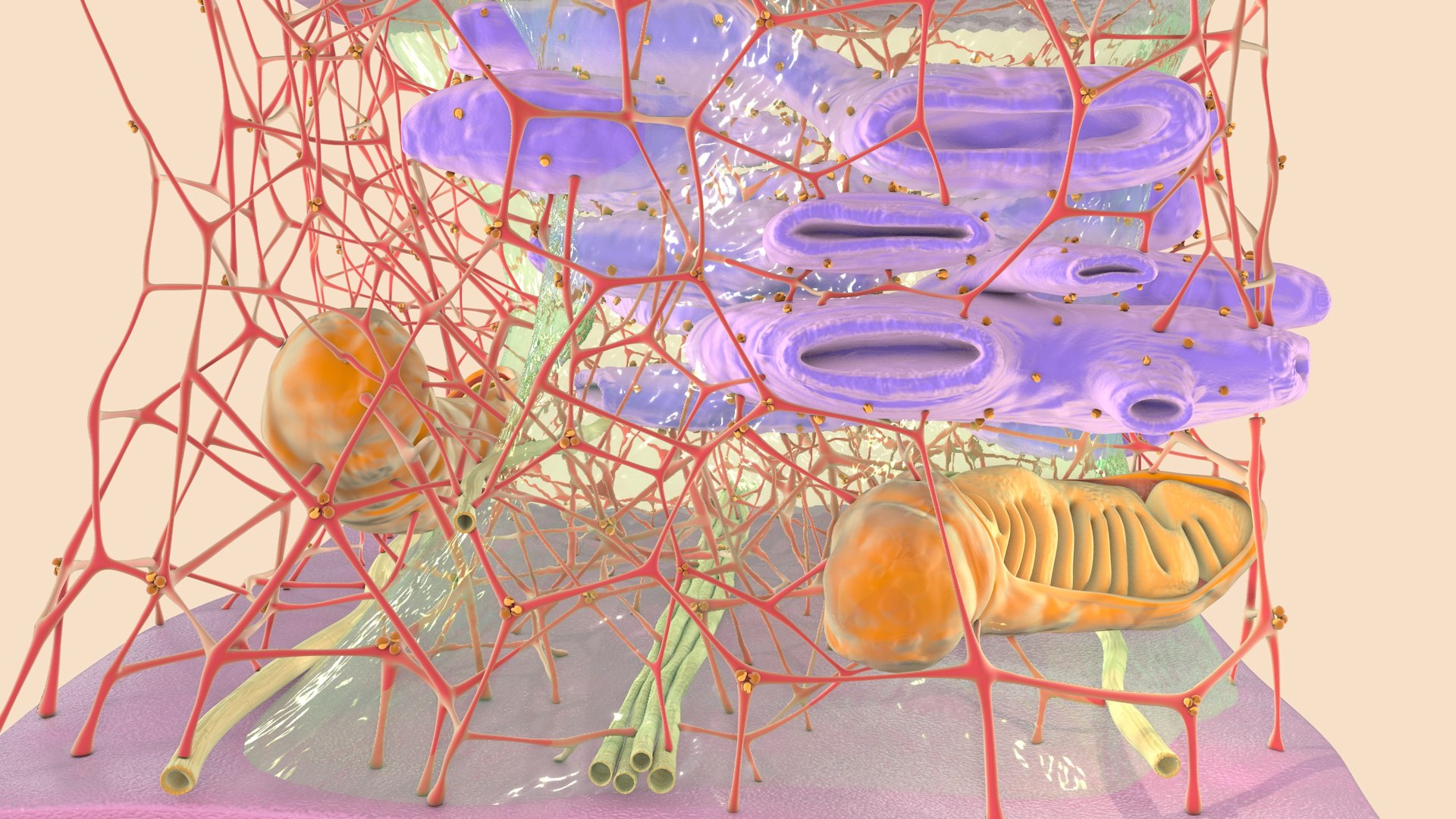 3D cytoskeleton cell - TurboSquid 1624164