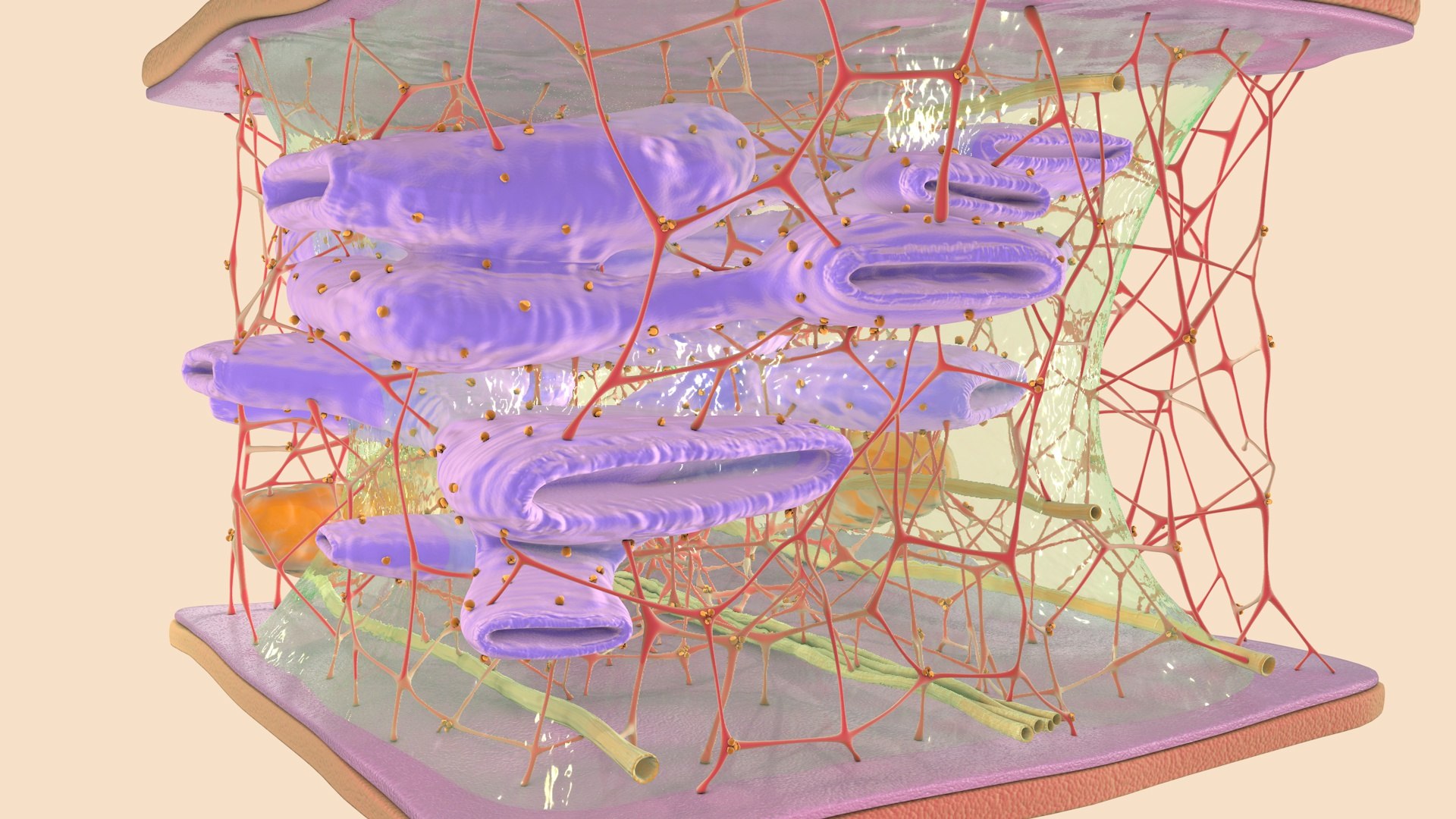 3D cytoskeleton cell - TurboSquid 1624164