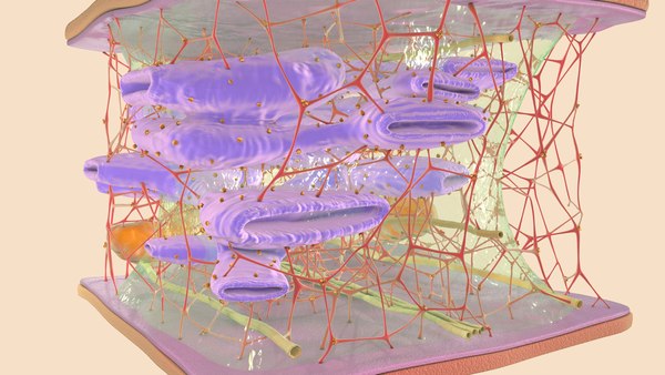 modelo 3d Citoesqueleto - TurboSquid 1624164