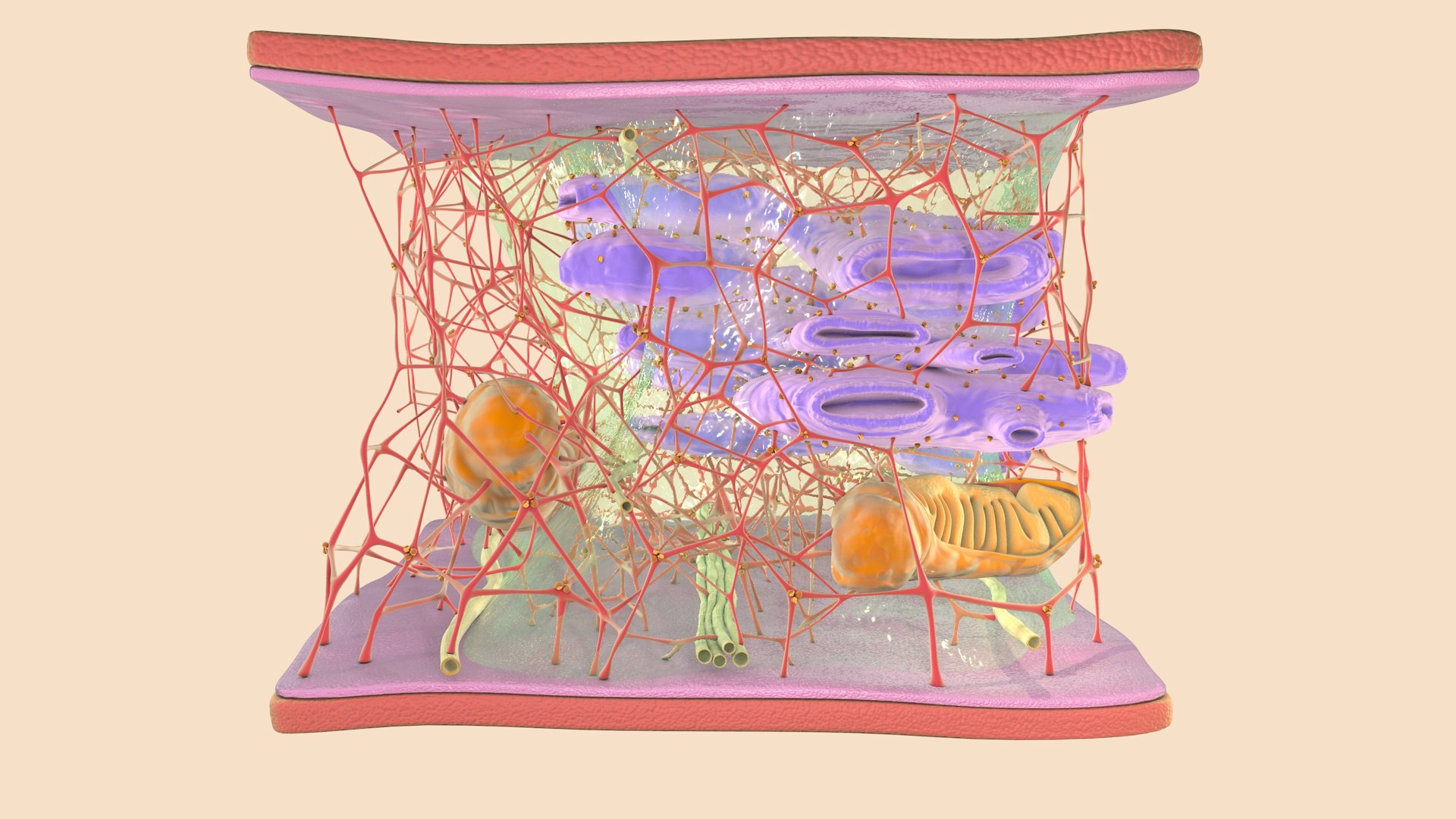 3D cytoskeleton cell - TurboSquid 1624164