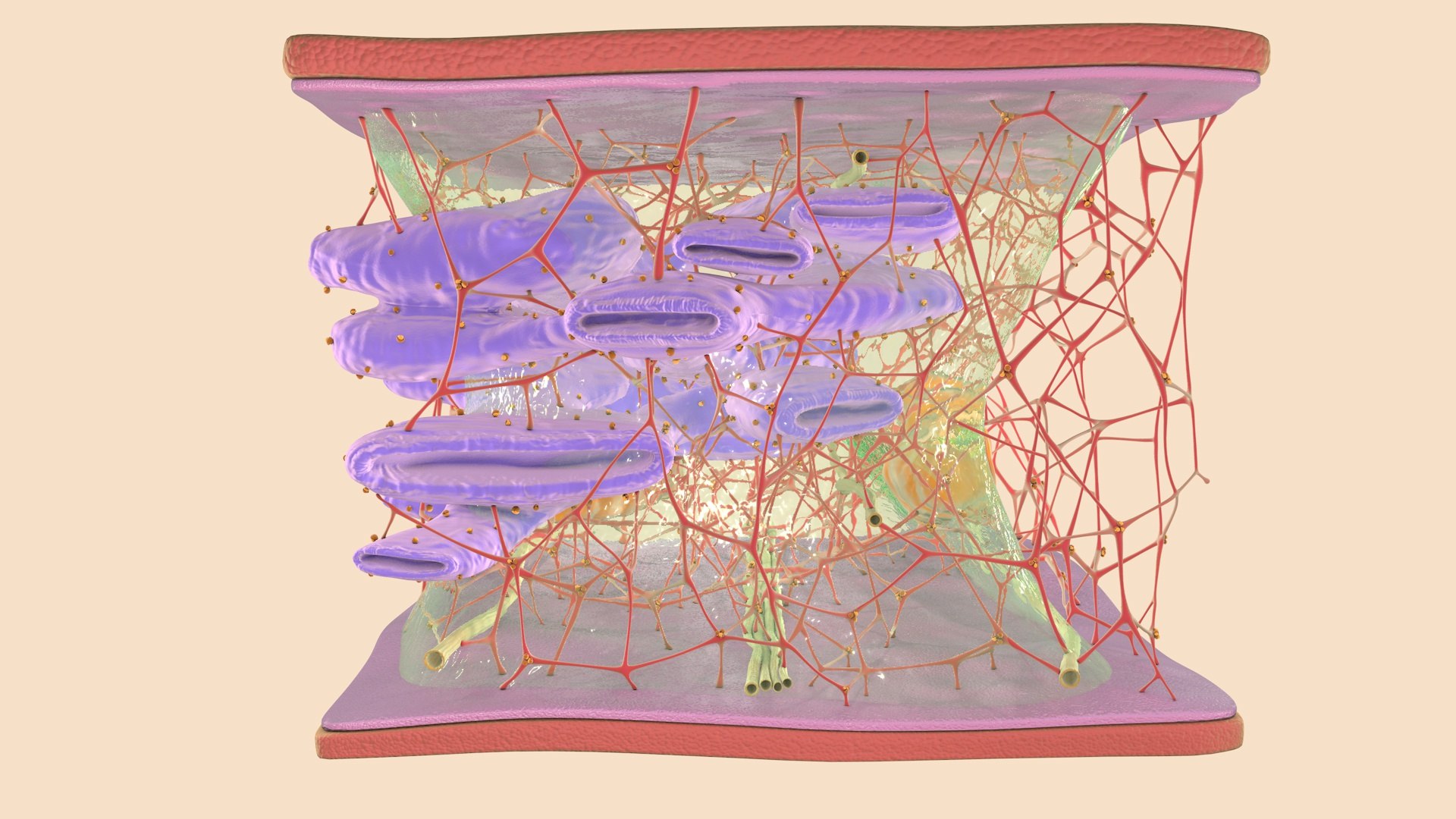 3D cytoskeleton cell - TurboSquid 1624164