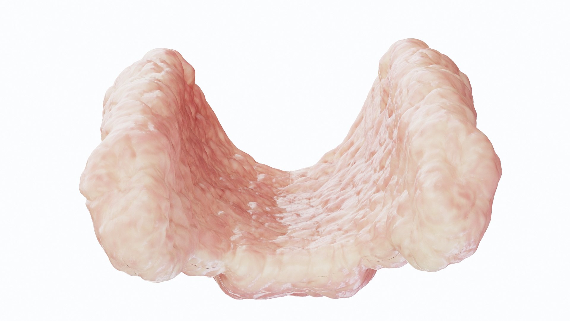 Human Thyroid 3D Model - TurboSquid 2196518
