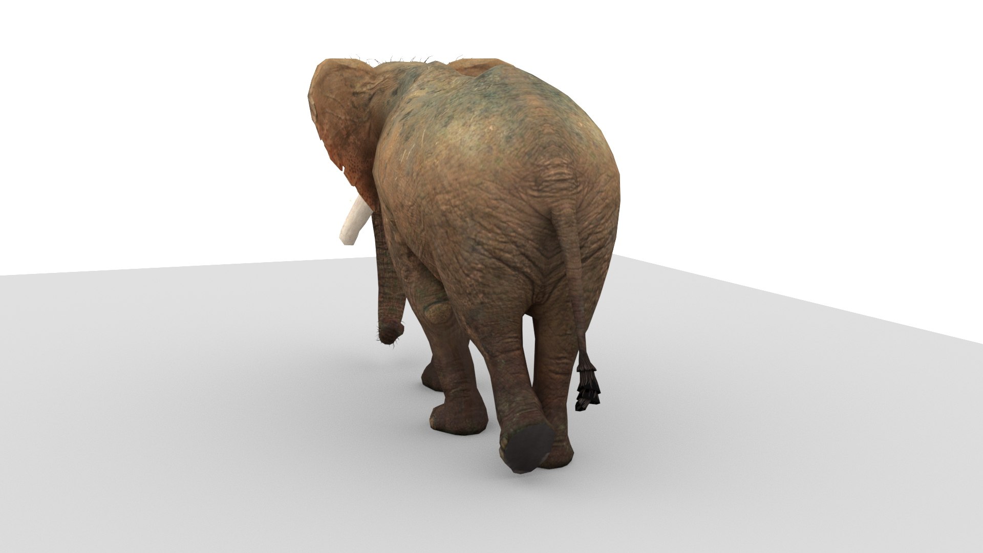 Elephant Walking And Run 3D Model - TurboSquid 2090332