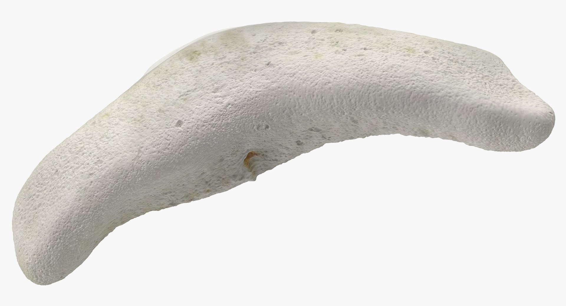 Shark teeth model - TurboSquid 1418882