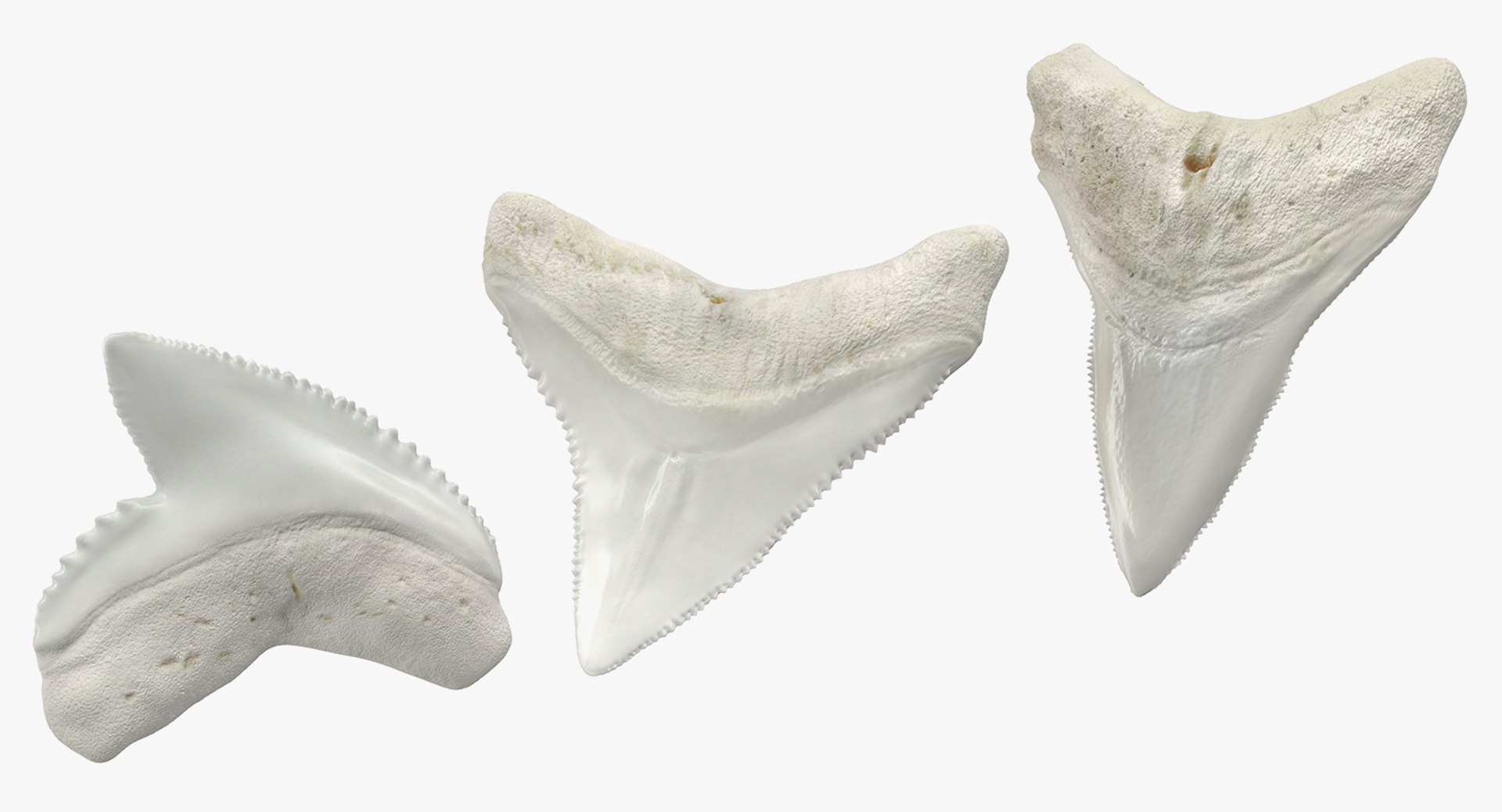 Shark teeth model - TurboSquid 1418882